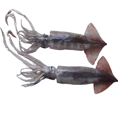 Japanese flying squid - HK GRACE FOOD CO.,LT.